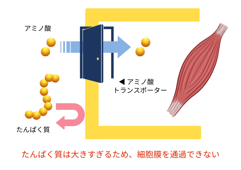 アミノ酸（たんぱく質）取り込み促進の注目原料『8PN（ハチピーエヌ）』ついにリリース！リーダスだけの【8PN×プロテイン】OEM受託 ...